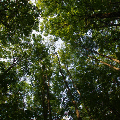 Plant 200 Trees – INSIGHT for PROS